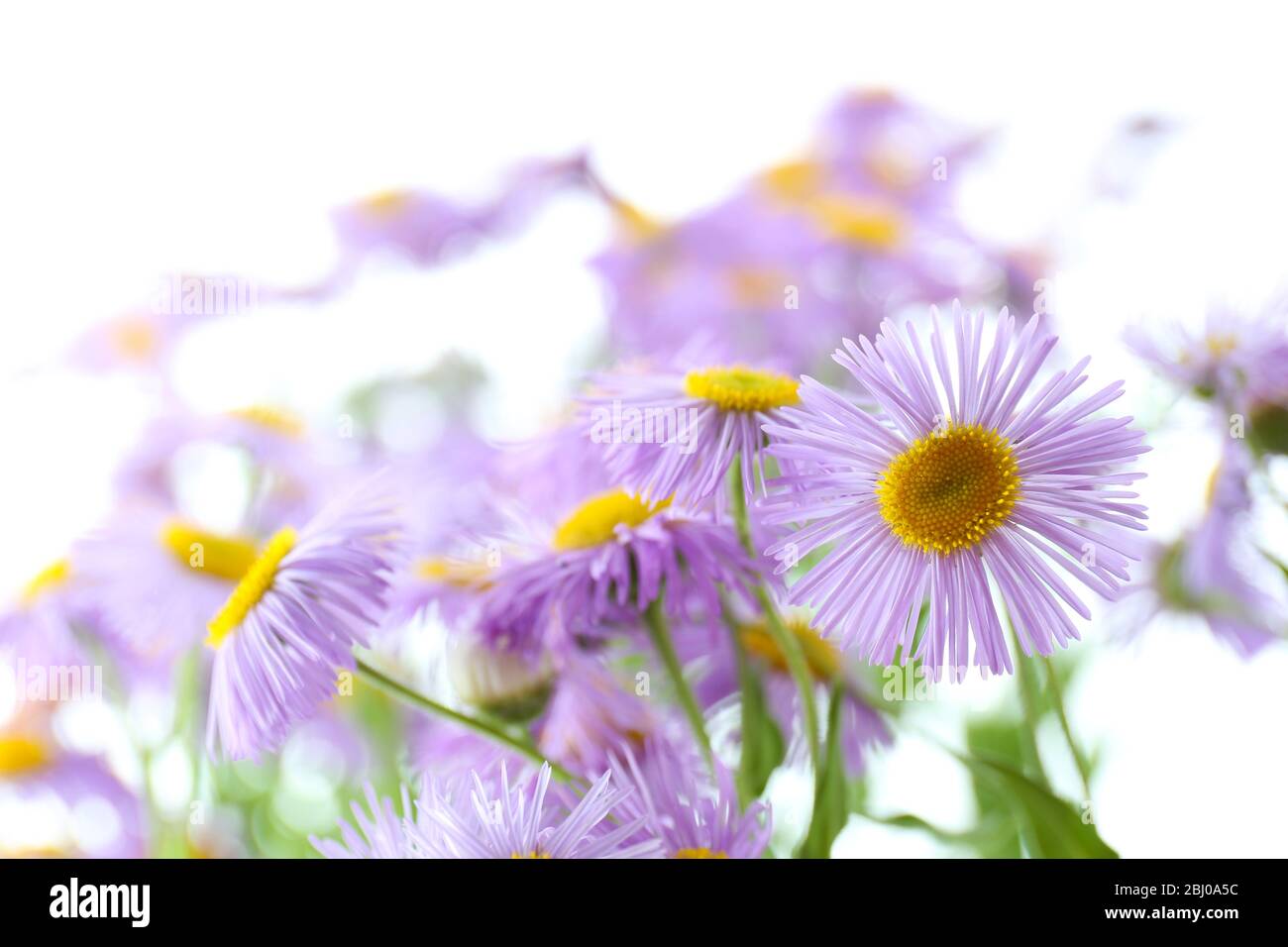 Wild Asters High Resolution Stock Photography and Images - Alamy