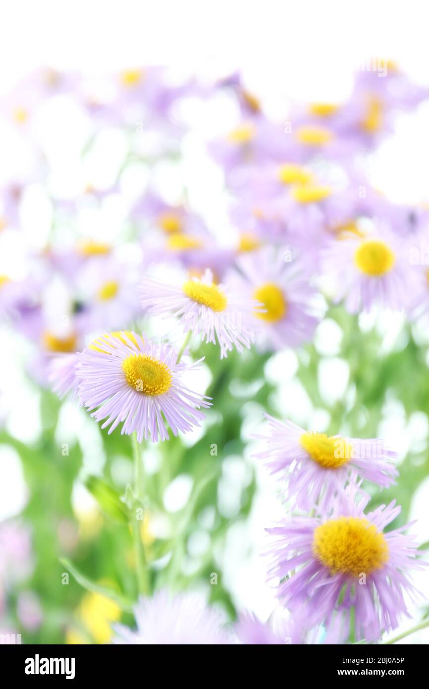 Wild Asters High Resolution Stock Photography and Images - Alamy