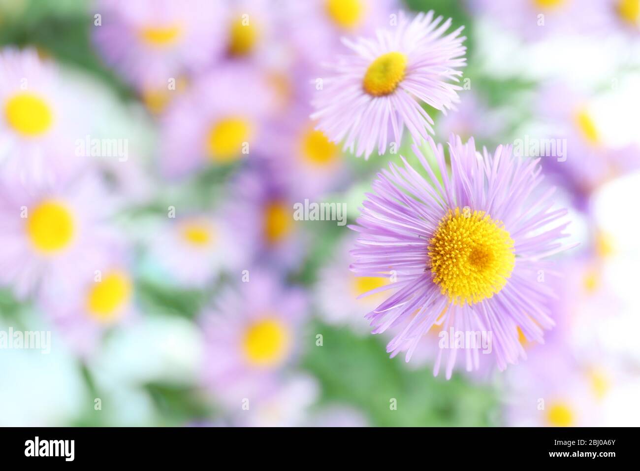 Wild Asters High Resolution Stock Photography and Images - Alamy