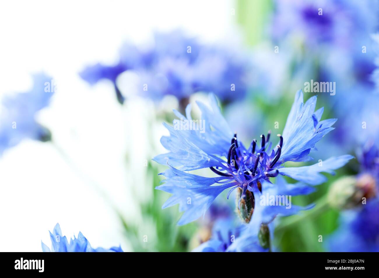 Beautiful small cornflowers close hi-res stock photography and images ...