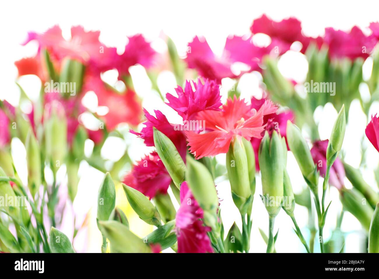 Beautiful small carnation close up Stock Photo - Alamy