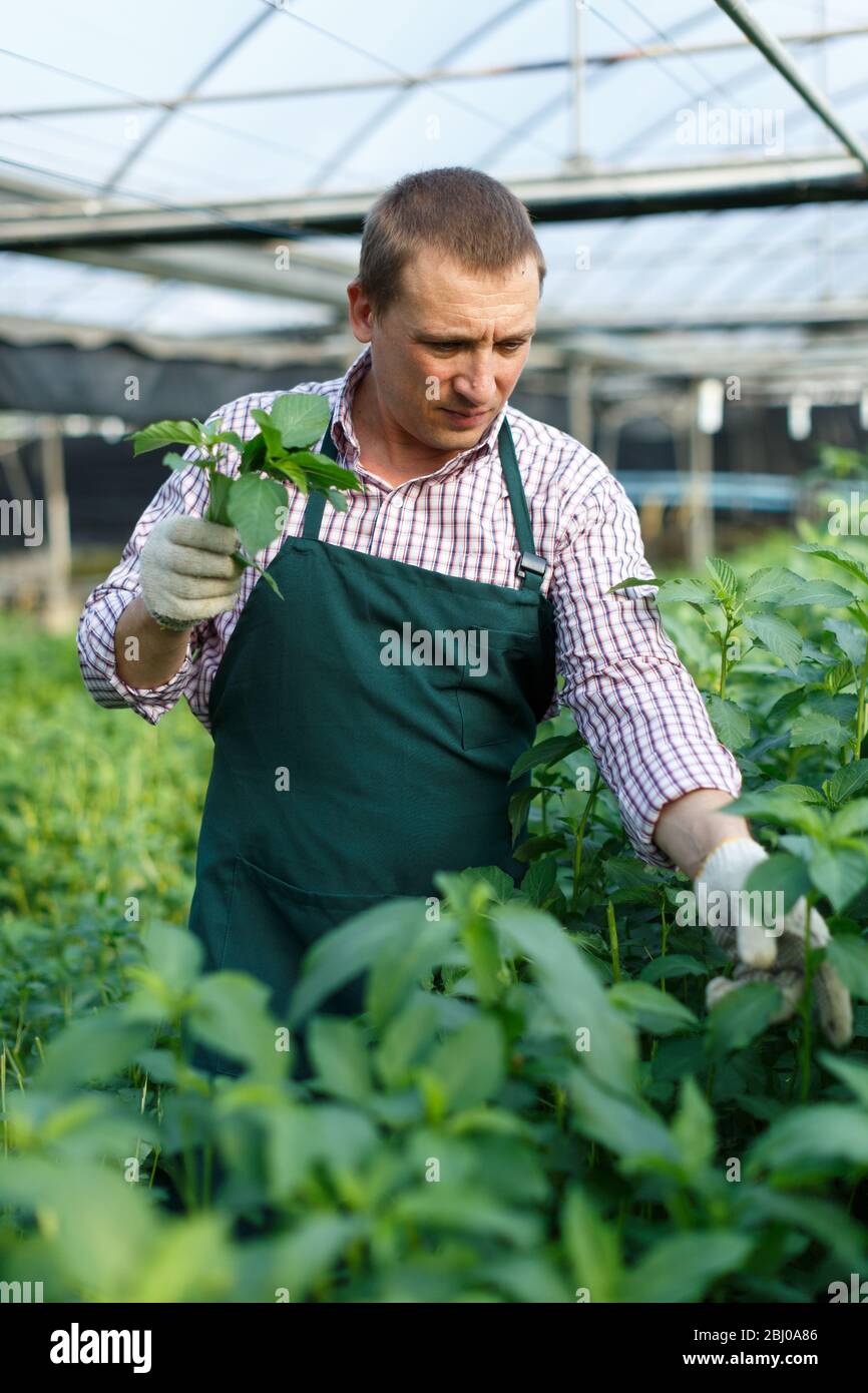 Jute mallow plant hi-res stock photography and images - Alamy