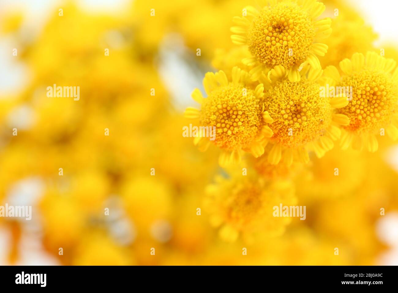 Beautiful small wild flowers close up Stock Photo - Alamy