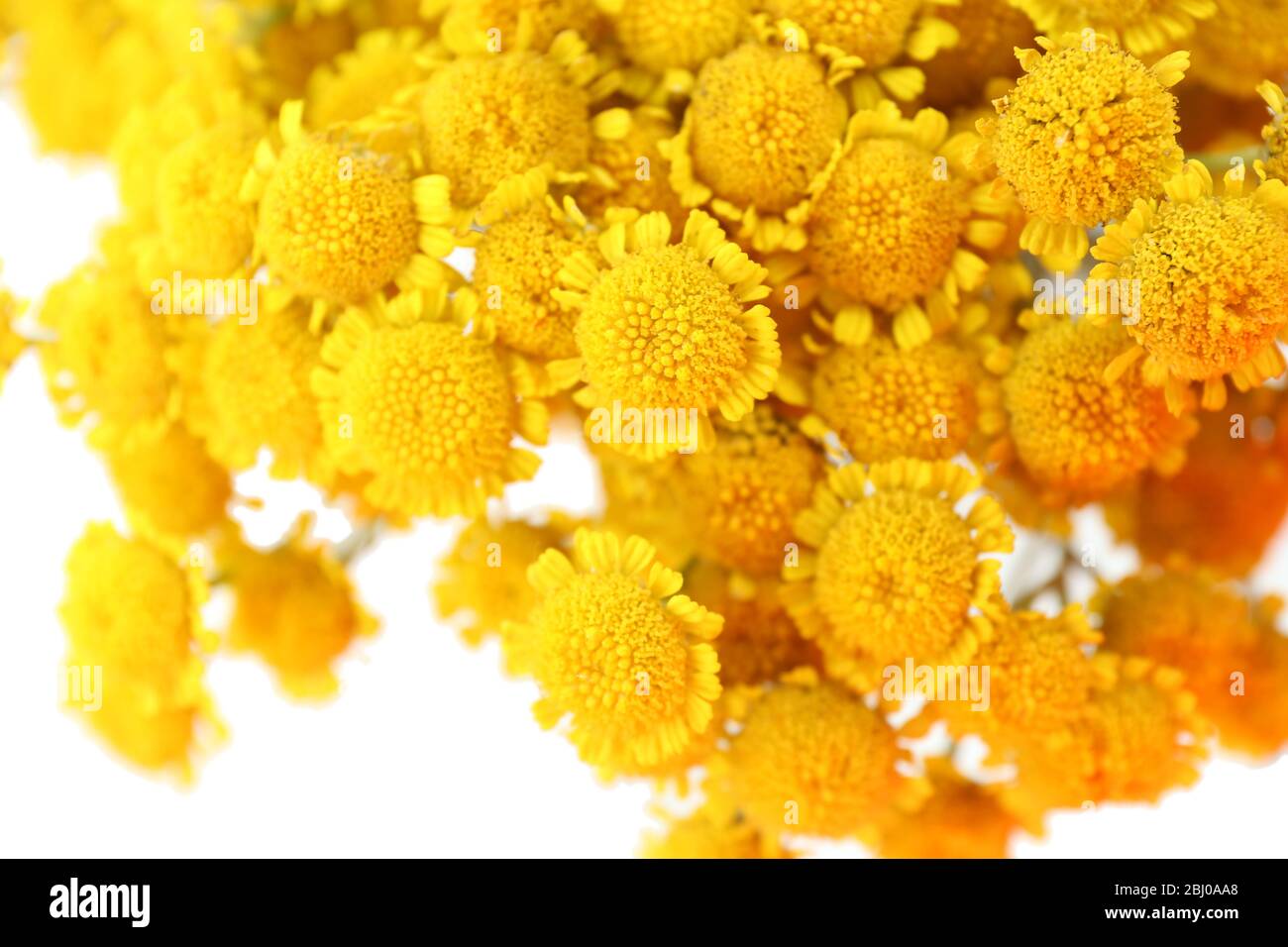Beautiful small wild flowers close up Stock Photo - Alamy
