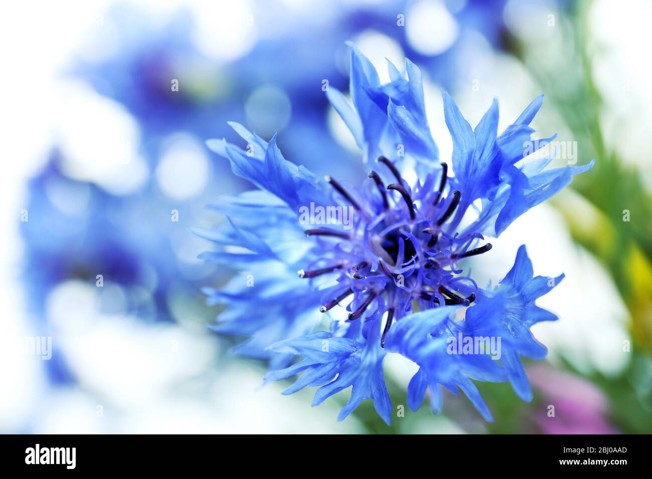 Beautiful small cornflowers close up Stock Photo - Alamy