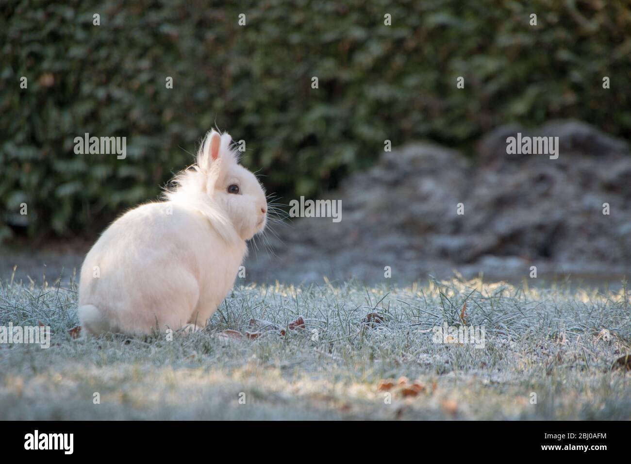 A ram head rabbit is sitting on frosty grass Stock Photo - Alamy
