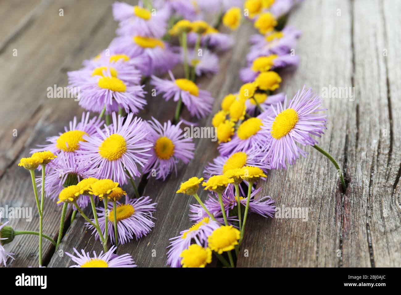 Beautiful small wild flowers on wooden background Stock Photo - Alamy
