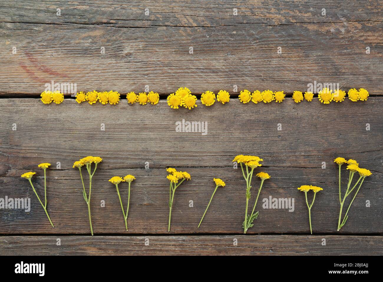 Beautiful small wild flowers on wooden background Stock Photo - Alamy