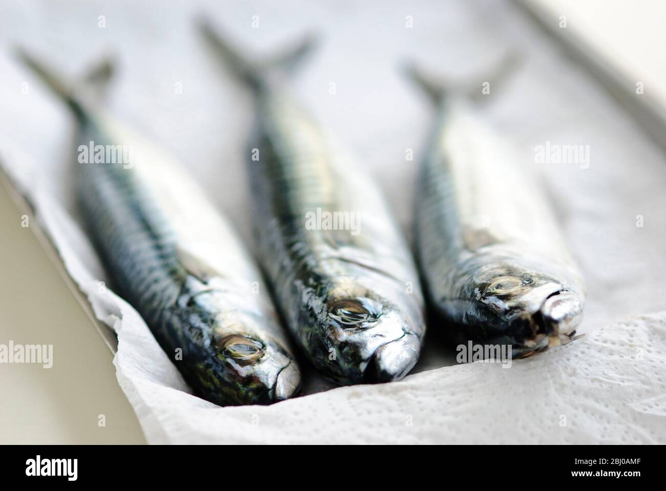 Three whole raw fresh mackerel Stock Photo - Alamy