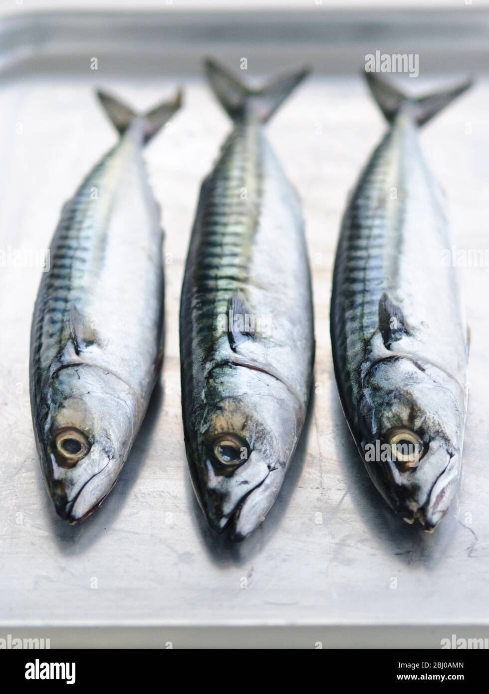 Three whole raw fresh mackerel Stock Photo - Alamy