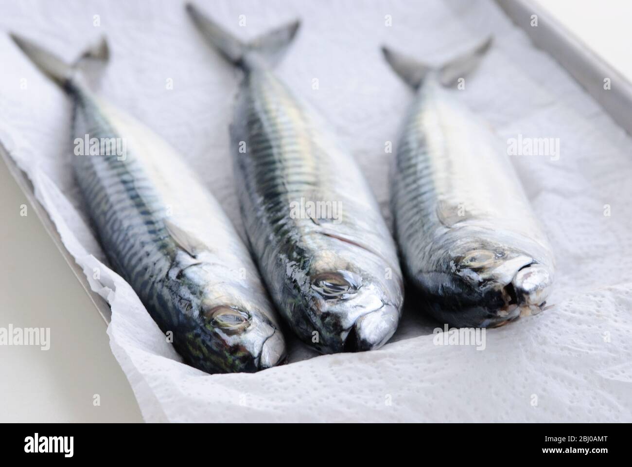 Three whole raw fresh mackerel Stock Photo - Alamy