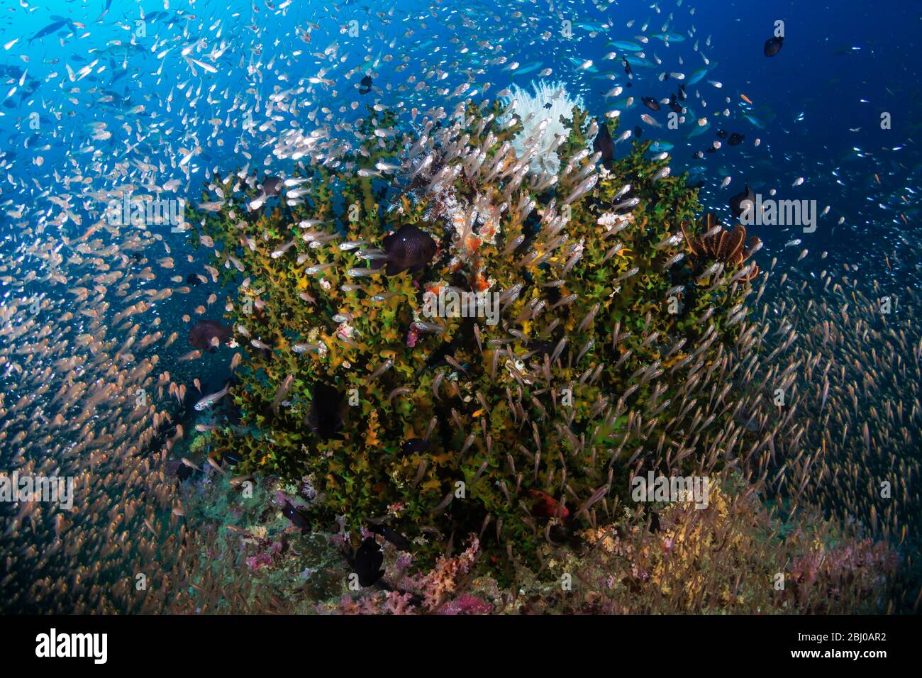 Indian glassfish hi-res stock photography and images - Alamy