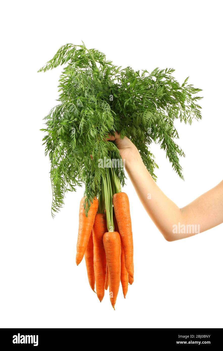 Hand holding carrots Cut Out Stock Images & Pictures - Alamy