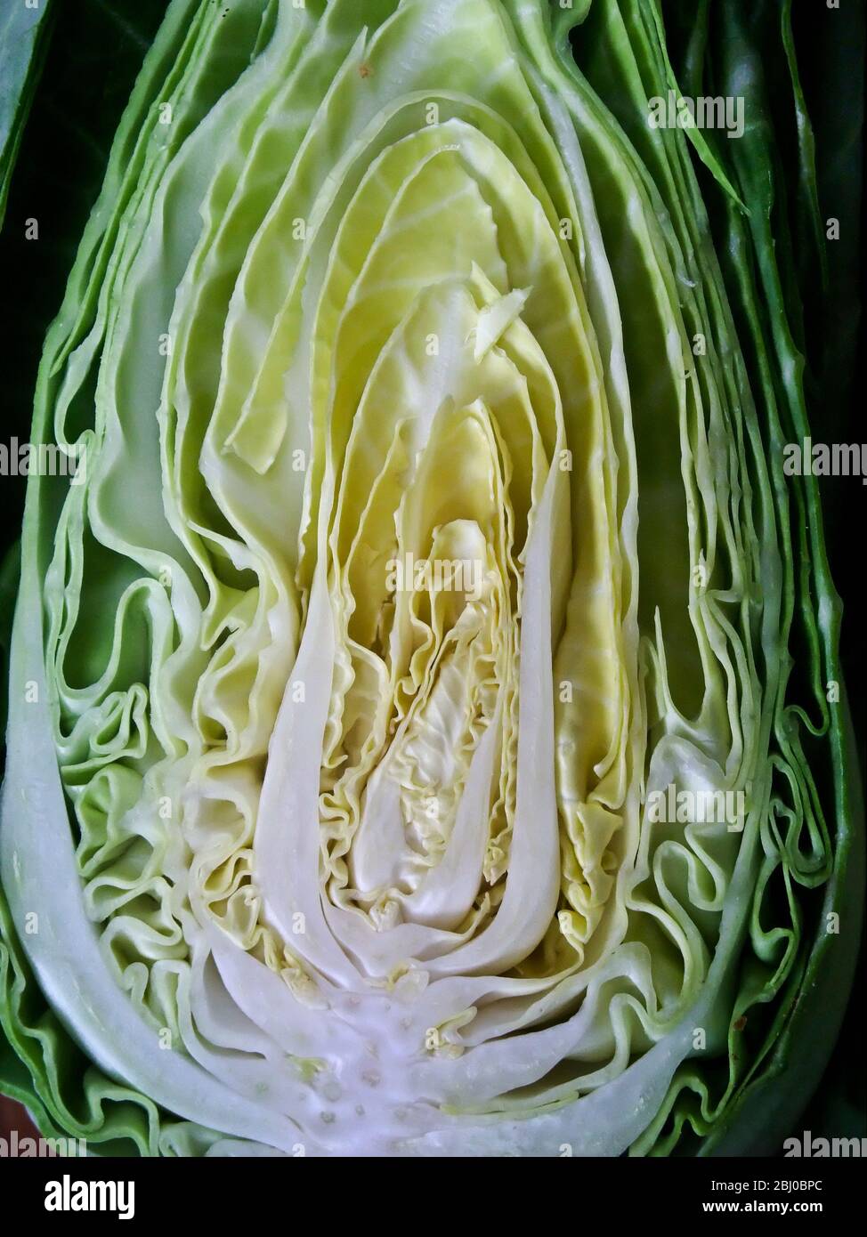 Cabbage Heart High Resolution Stock Photography and Images - Alamy
