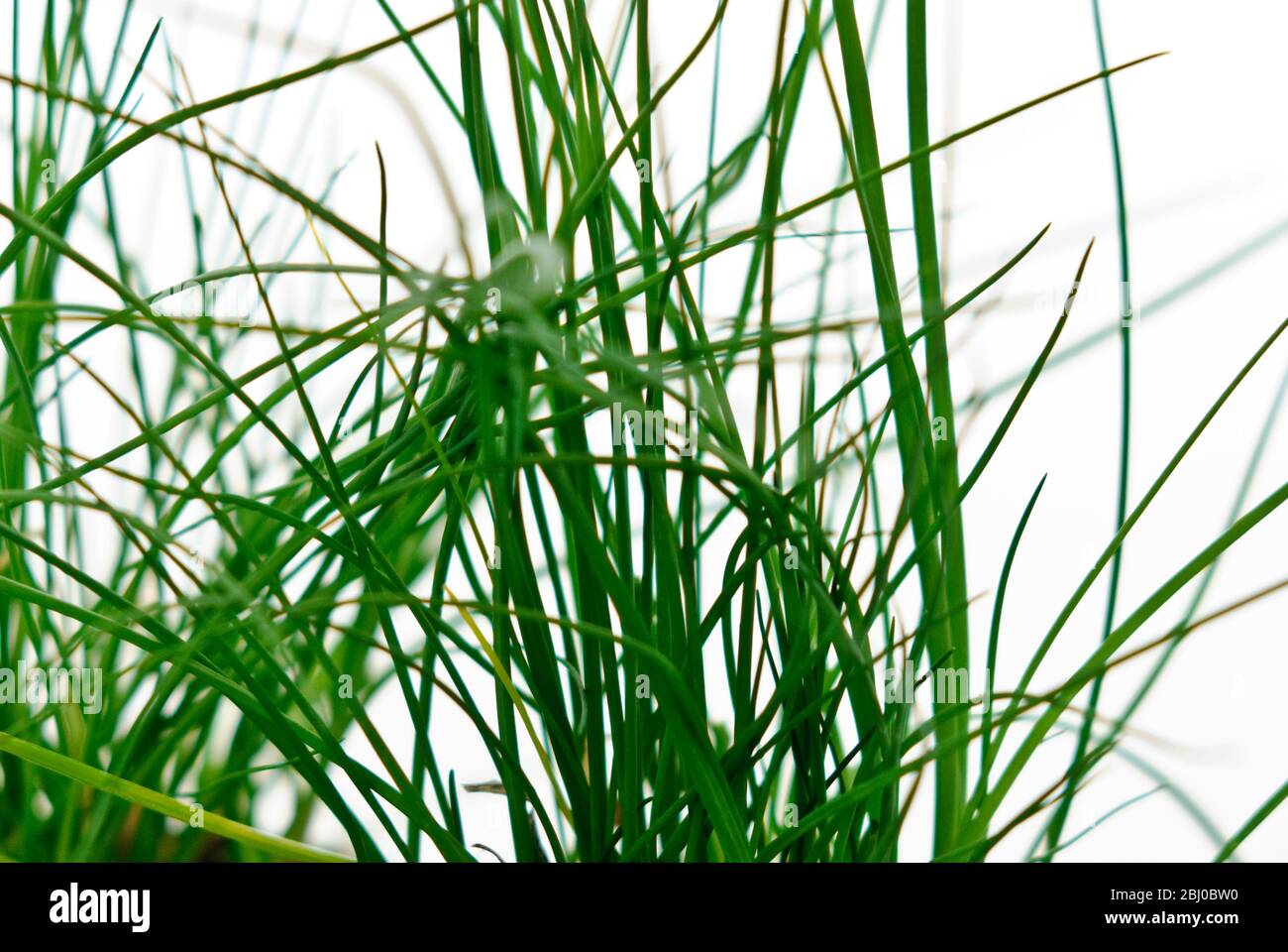 Chives white hi-res stock photography and images - Alamy