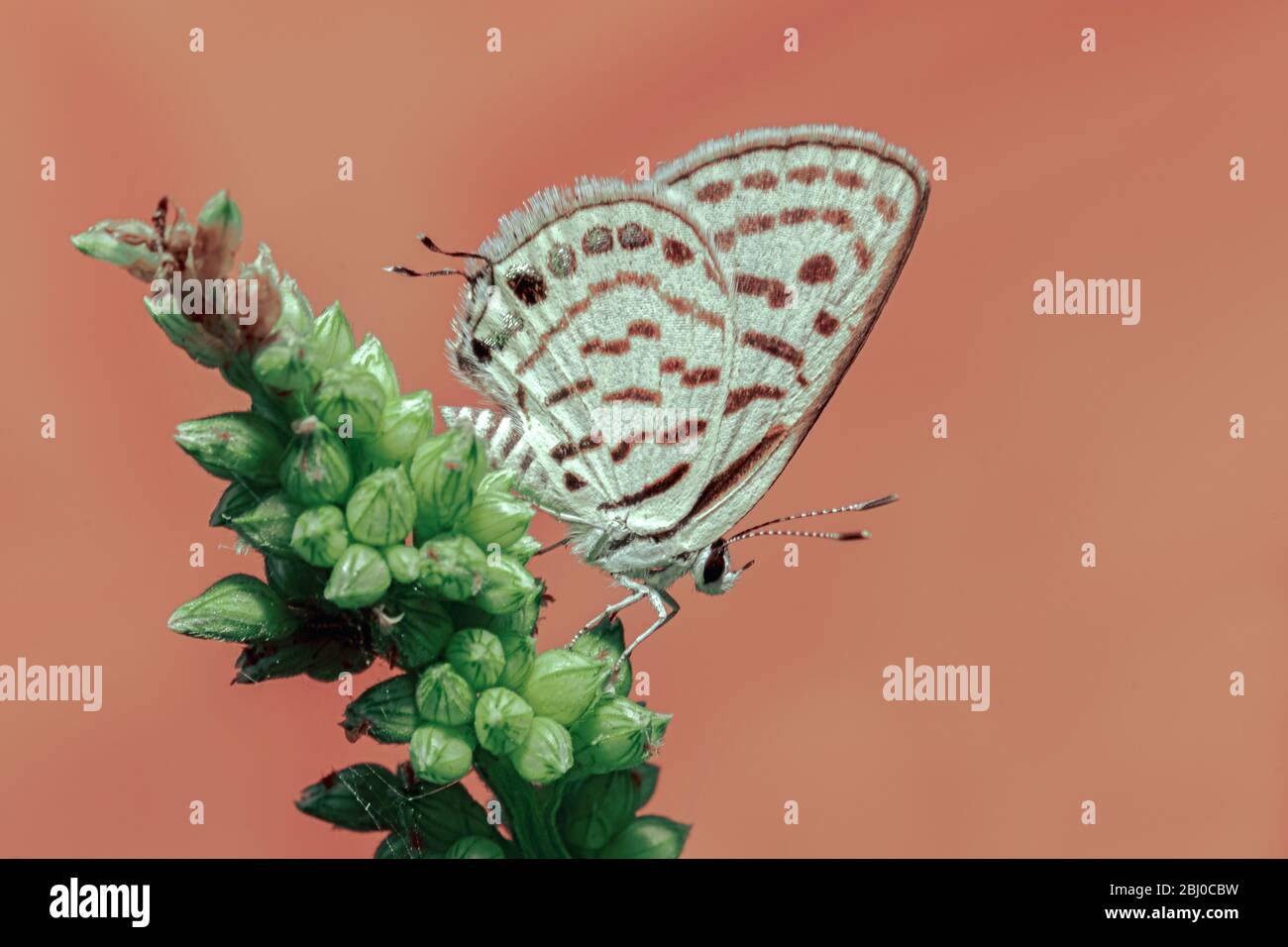 Alamy_photos hi-res stock photography and images - Alamy