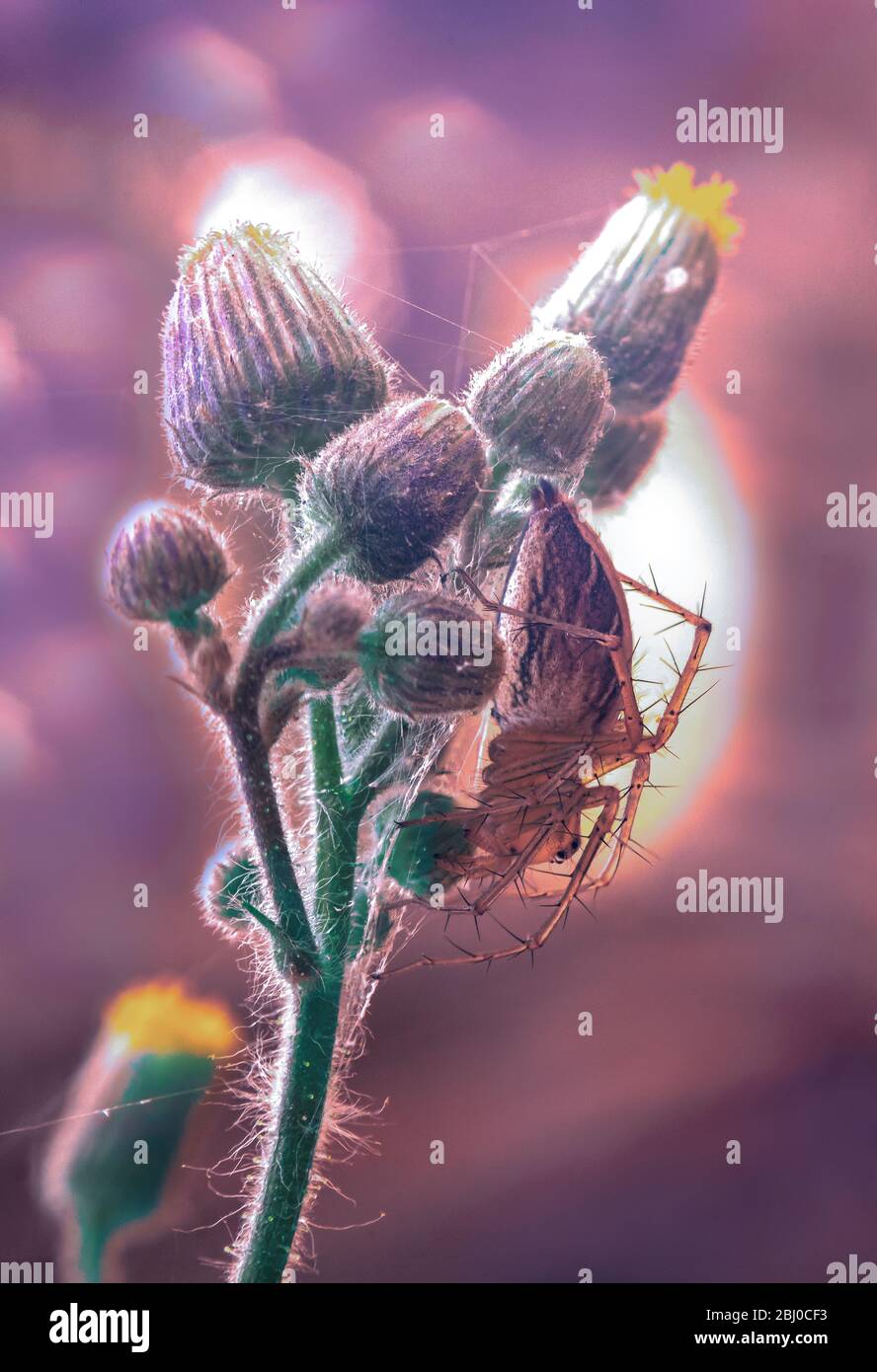 Spider & Dandelions Stock Photo - Alamy