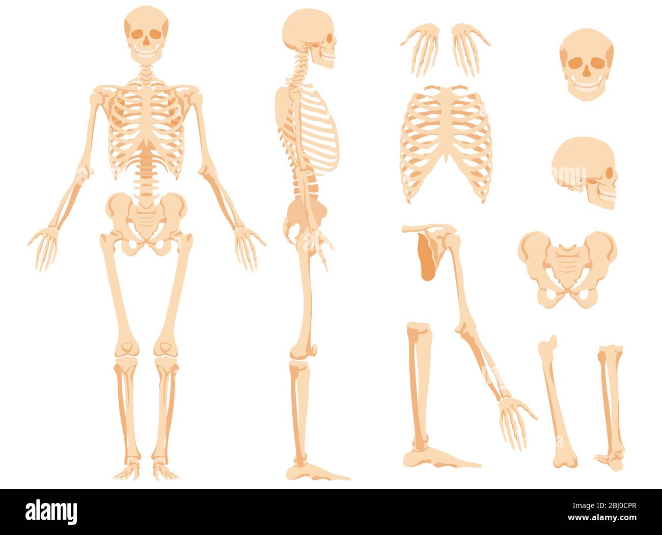The full anatomical skeleton of a person and individual bones Stock ...