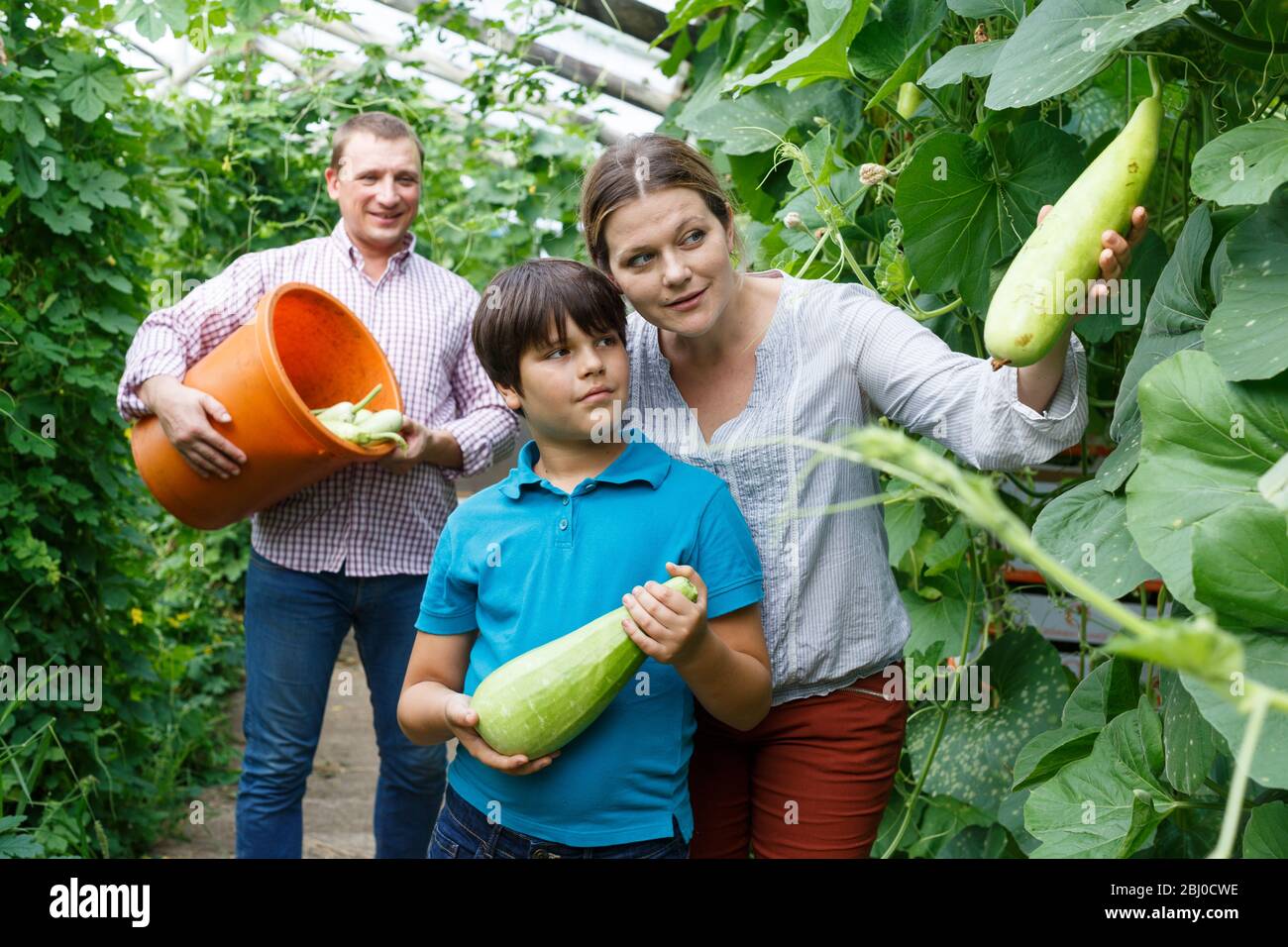 Happy family of three (father, mother and son) gathering crop of ...