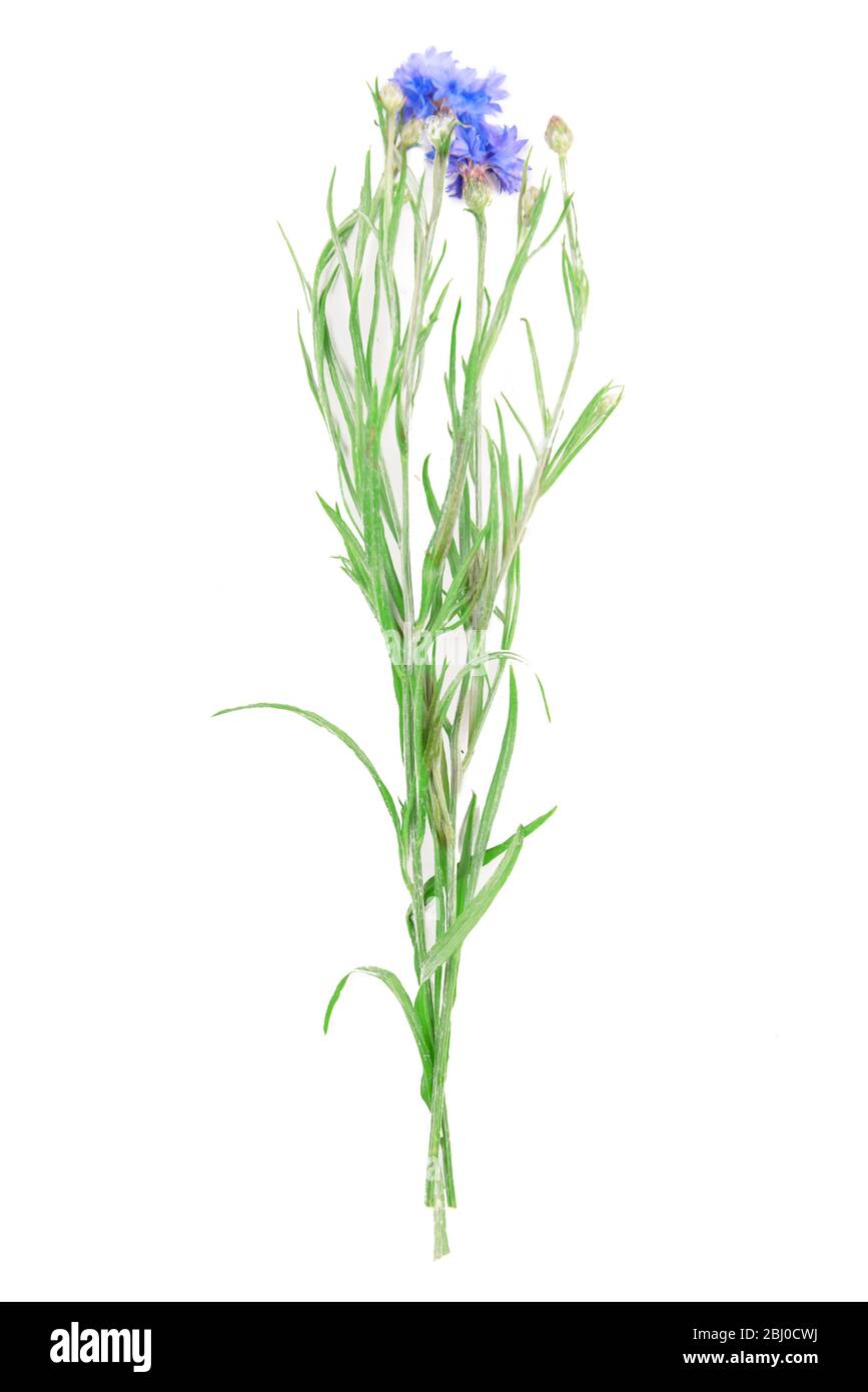 Wildflower isolated on white Stock Photo - Alamy