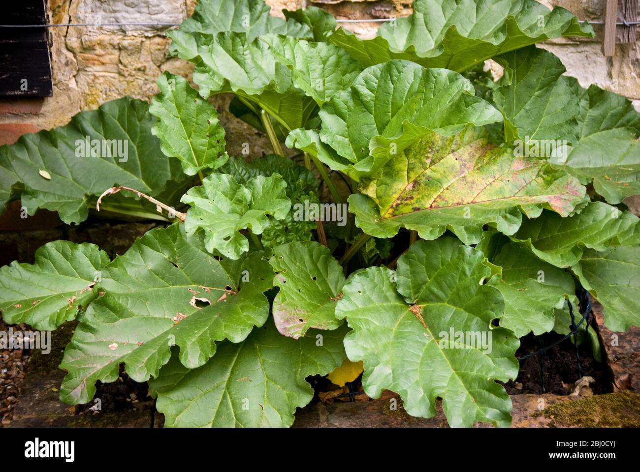Rhubarb growing in contained stone edged bed against old brick wall ...