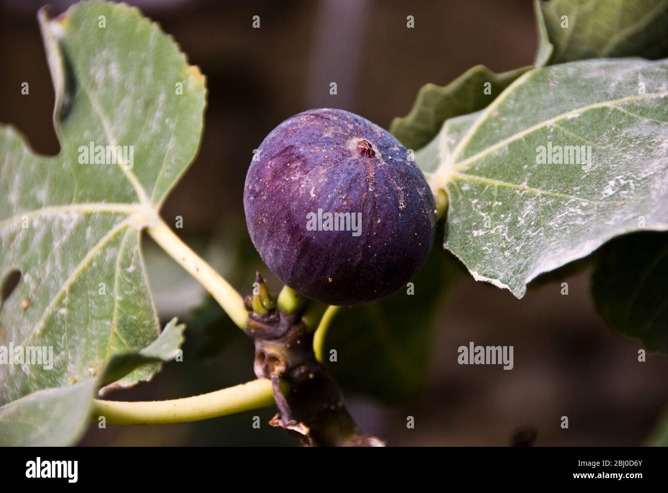 Ripe figs growing on trees in bright Cyprus sunshine Stock Photo - Alamy