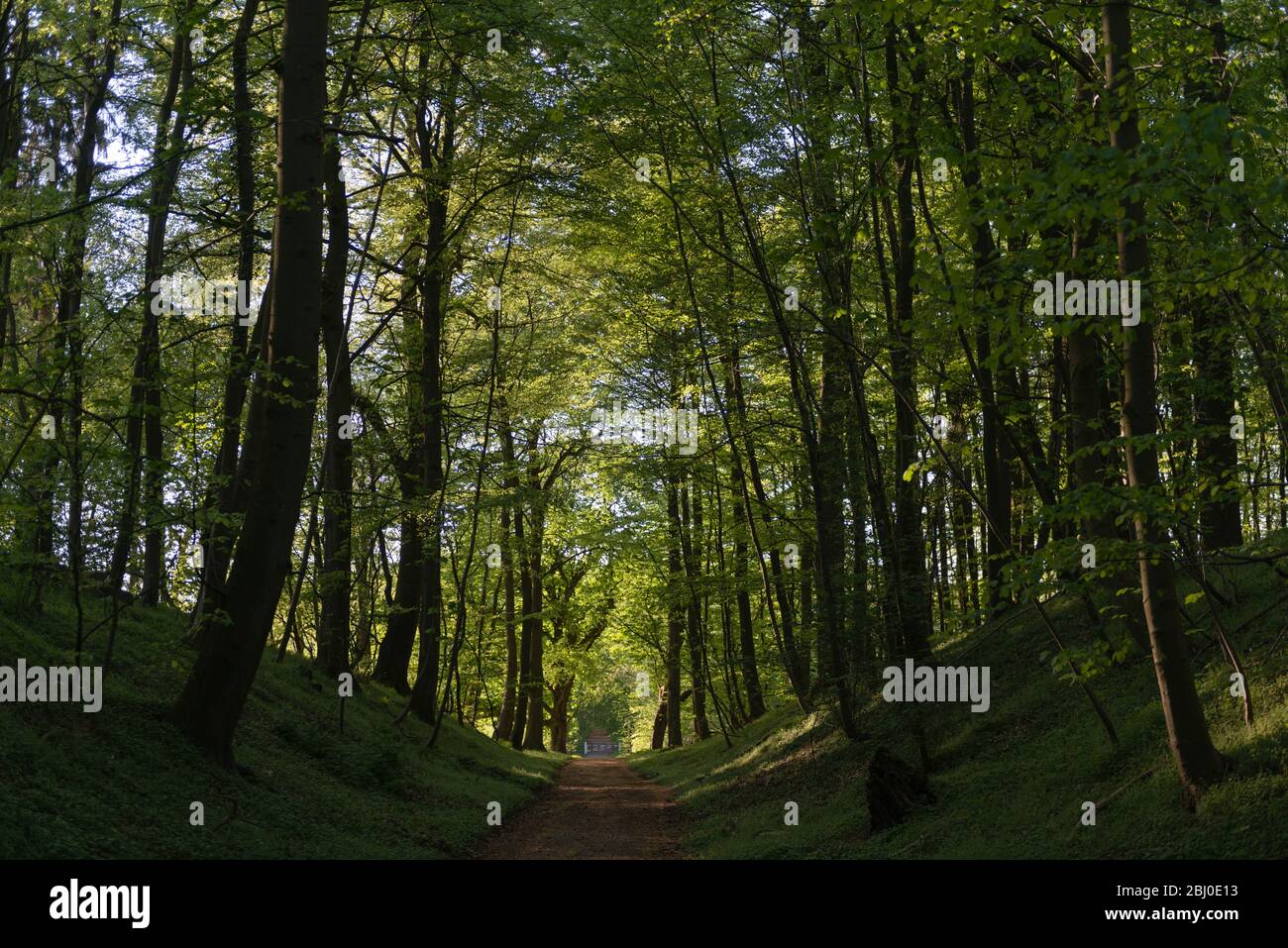 Forest path with beech trees hi-res stock photography and images - Alamy
