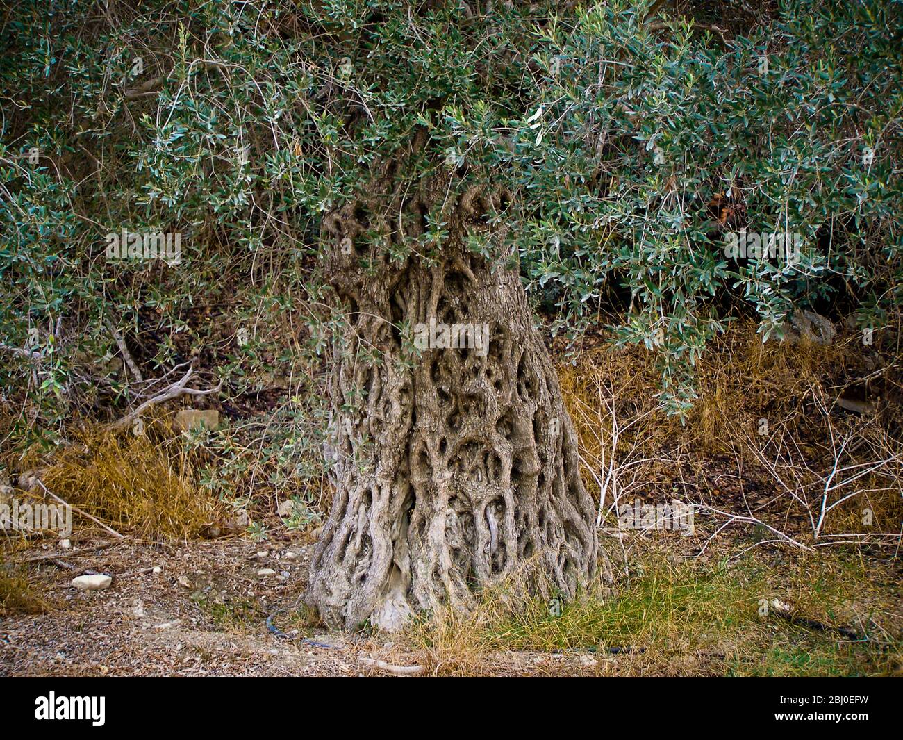 Large old olive tree in southern Cyprus Stock Photo - Alamy