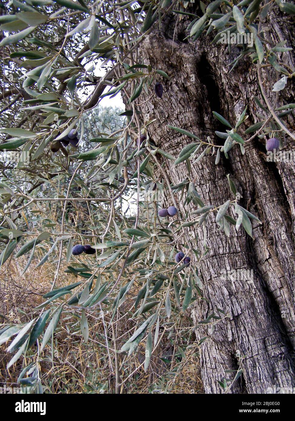 Olives growing on old olive trees in southern Cyprus Stock Photo - Alamy