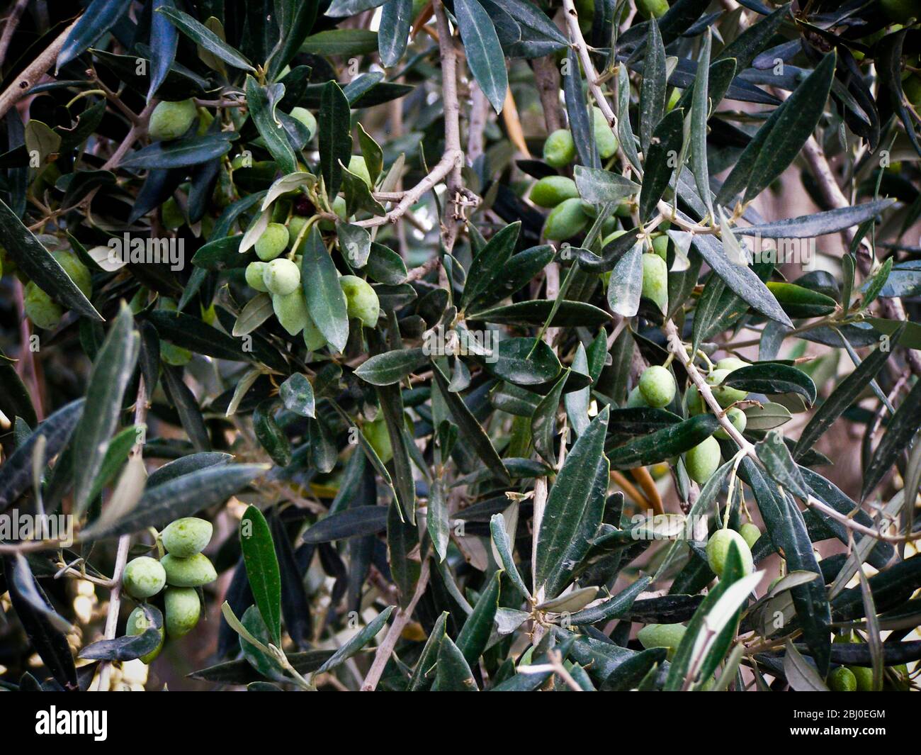 Olives in tree hi-res stock photography and images - Alamy