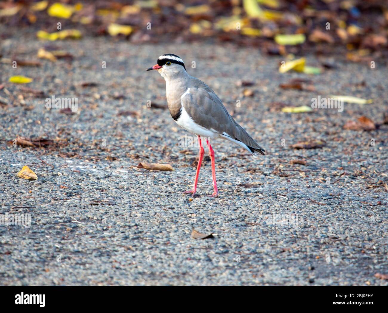 South african birds with red legs hi-res stock photography and images ...