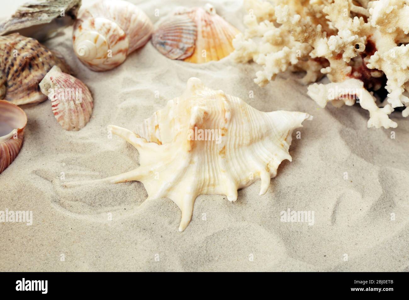 Beautiful seashells on sand background Stock Photo - Alamy