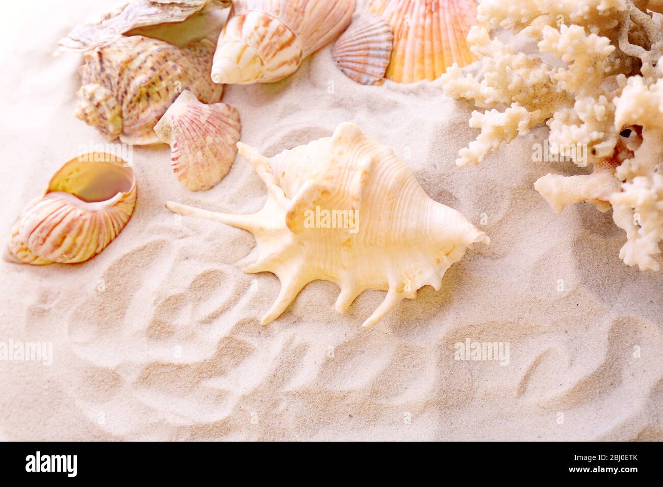 Beautiful seashells on sand background Stock Photo - Alamy