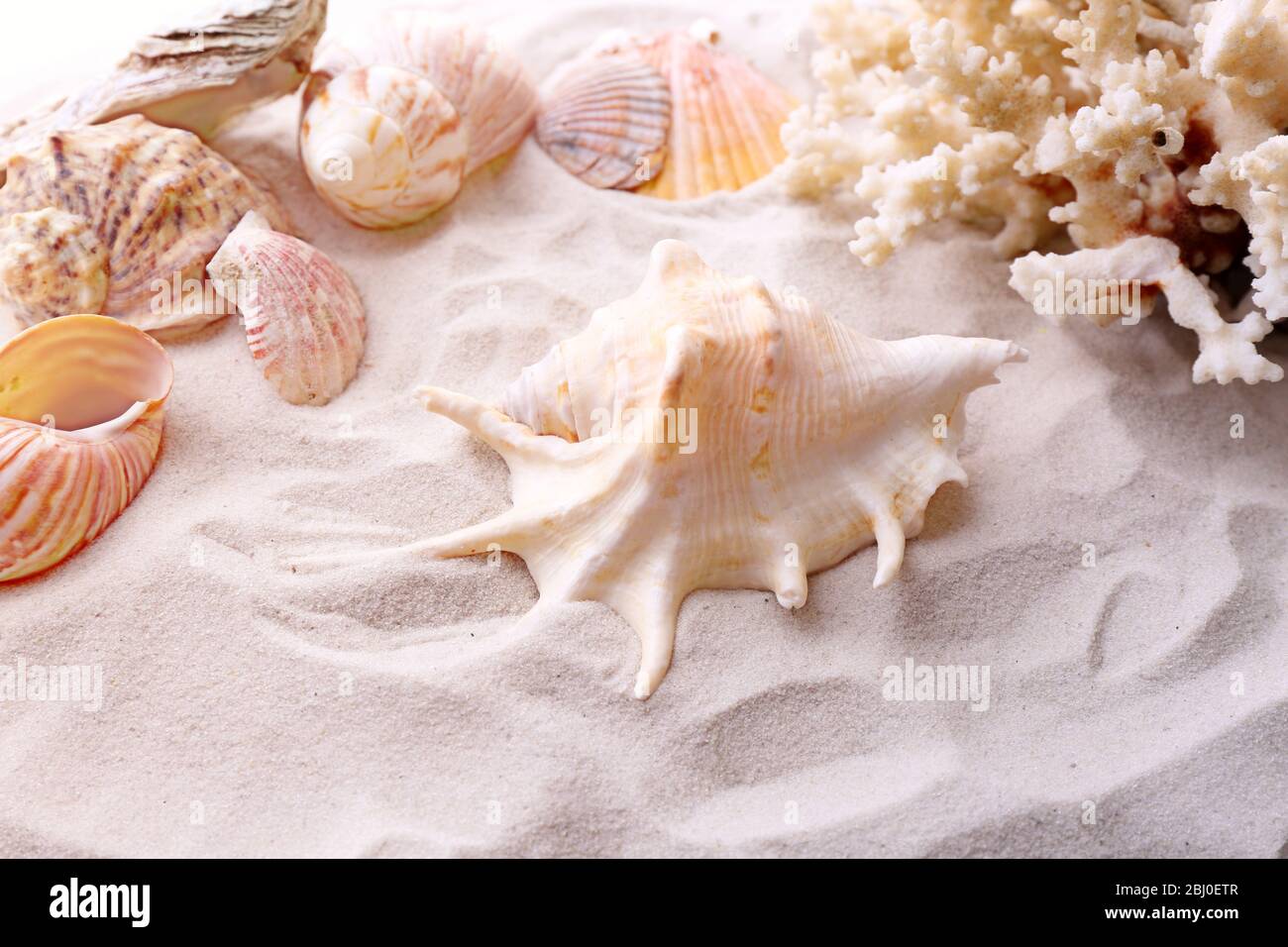 Beautiful seashells on sand background Stock Photo - Alamy