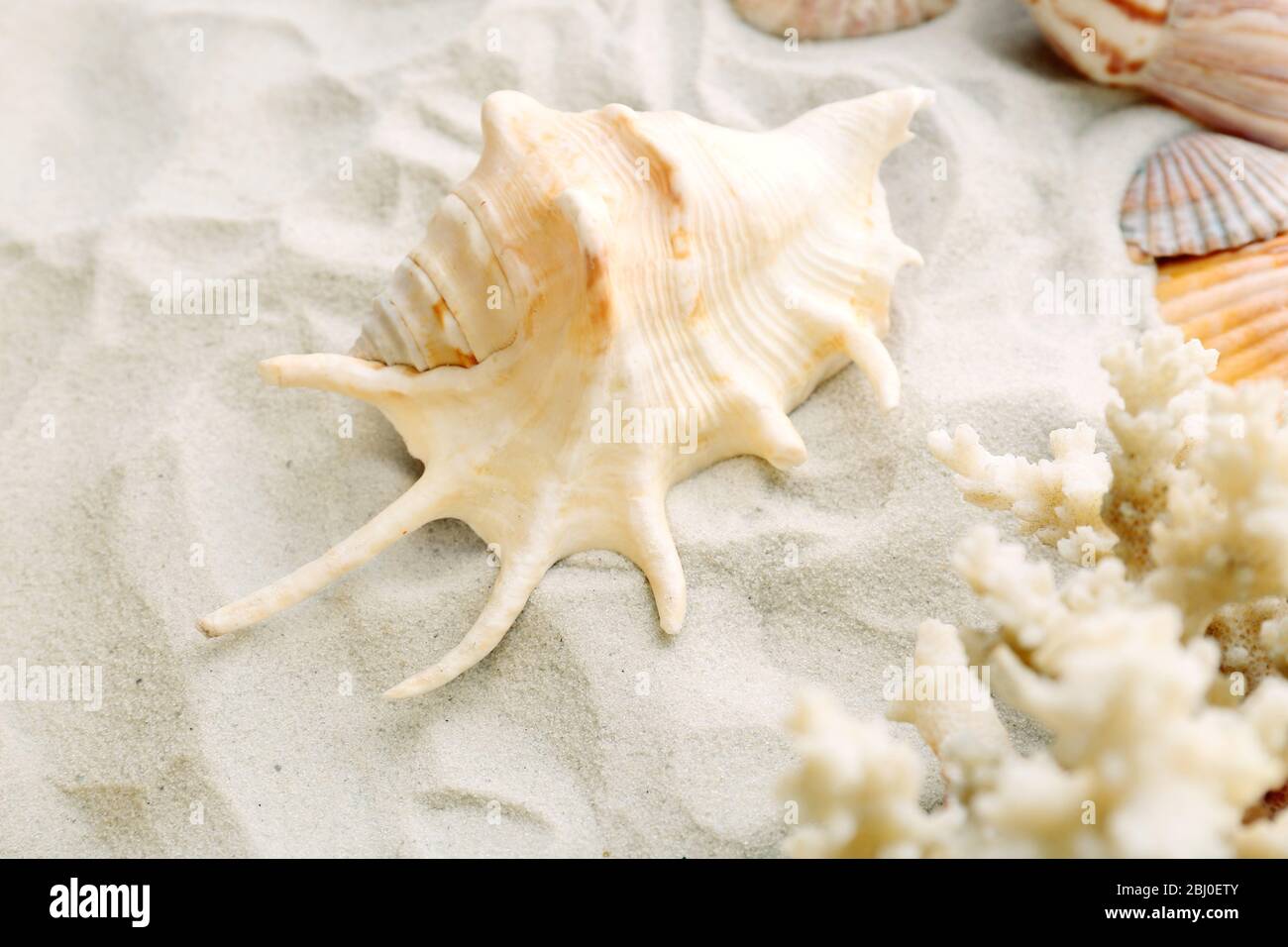 Beautiful seashells on sand background Stock Photo - Alamy