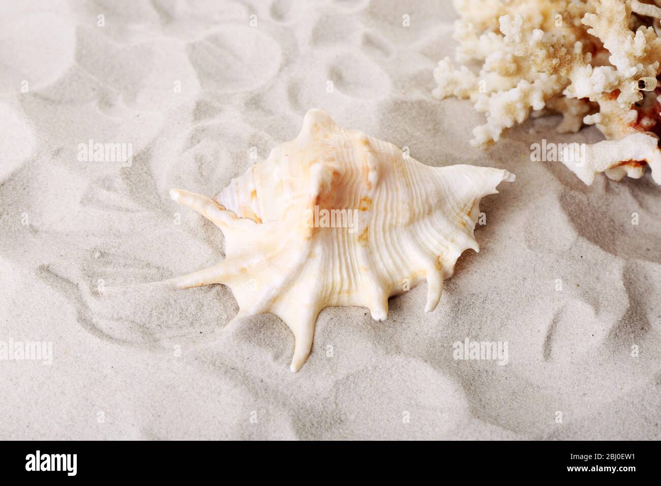 Beautiful seashells on sand hi-res stock photography and images - Alamy