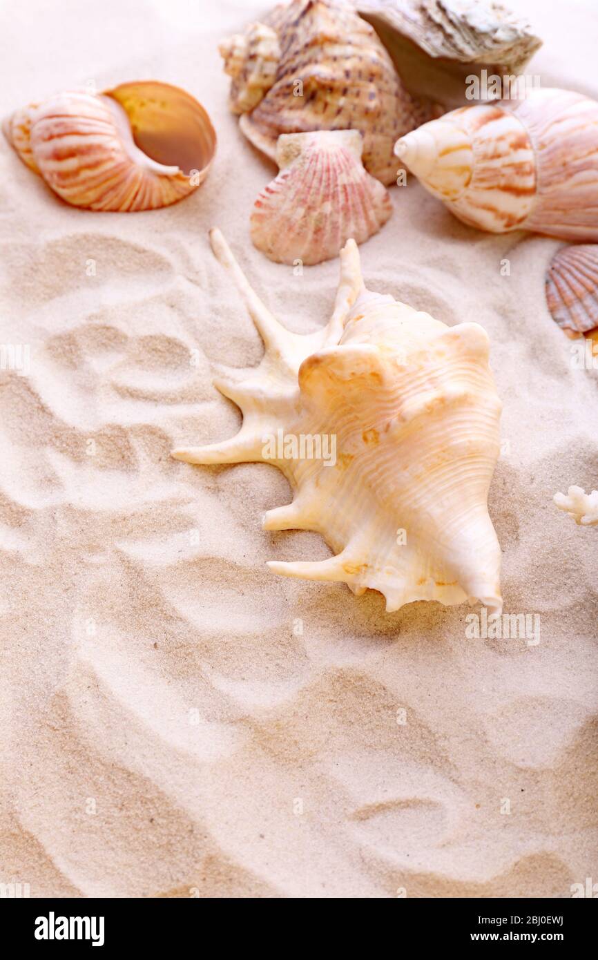 Beautiful seashells on sand background Stock Photo - Alamy