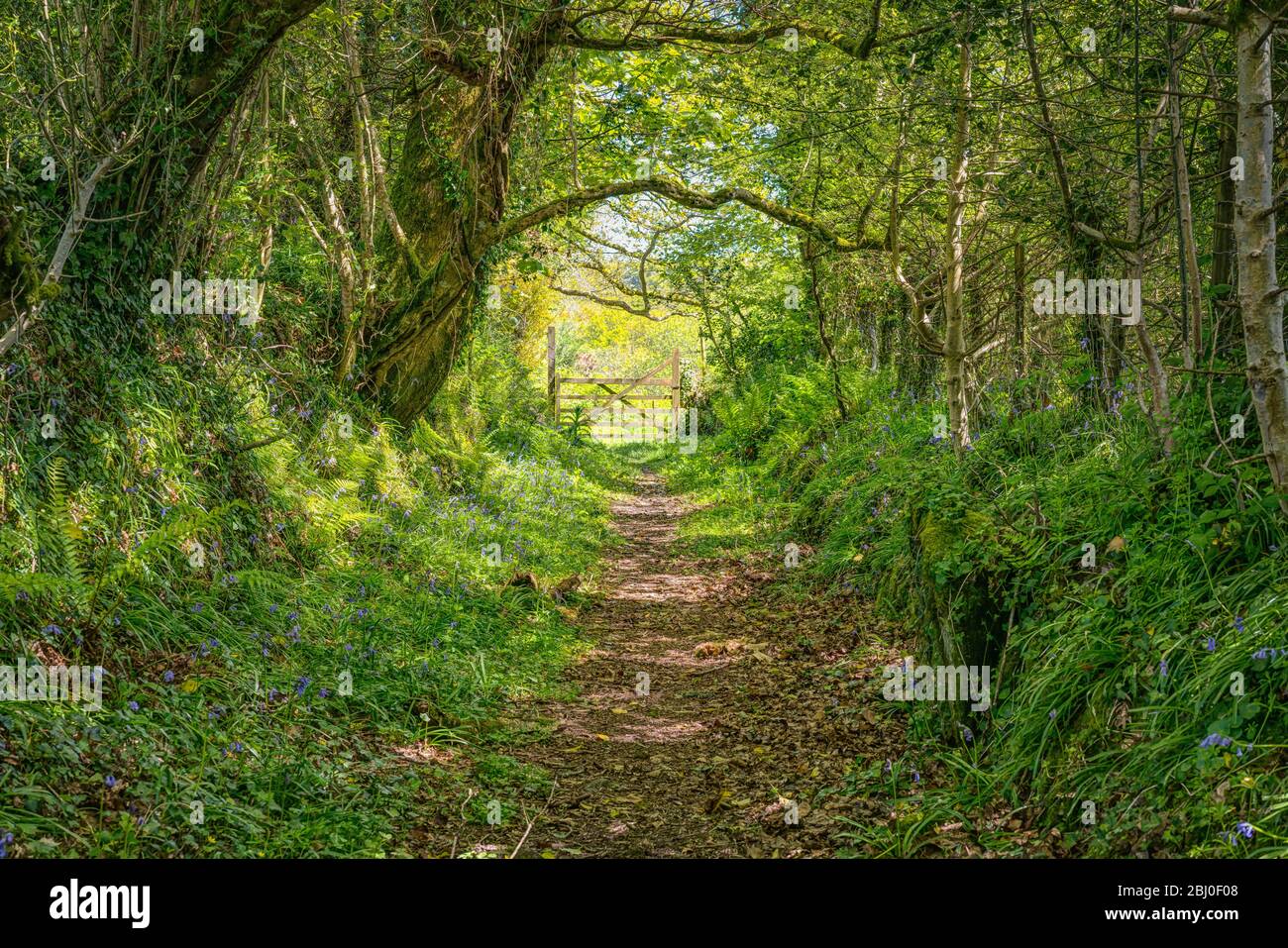 Springtime, Dartmoor National Park, a partially shaded path to a gated ...