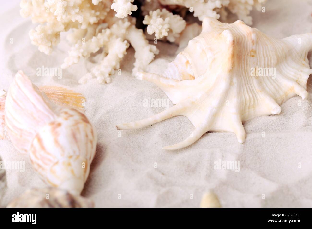 Beautiful seashells on sand background Stock Photo - Alamy