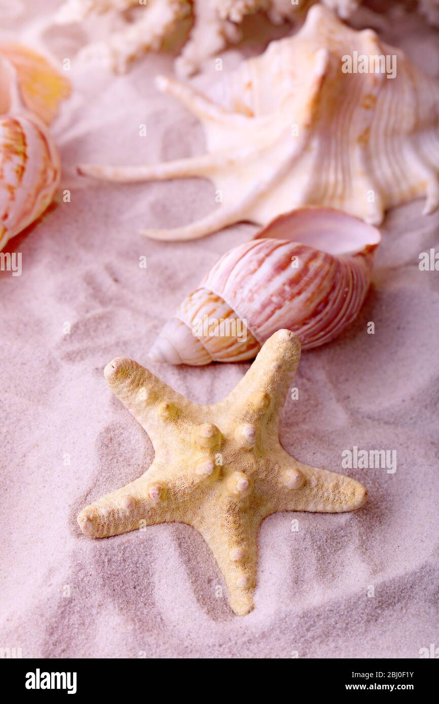 Beautiful seashells on sand background Stock Photo - Alamy