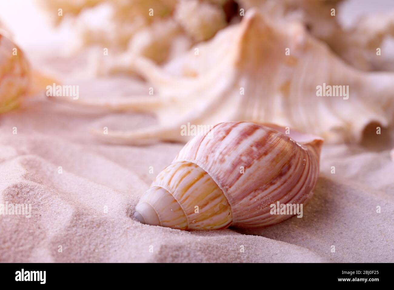 Beautiful seashells on sand background Stock Photo - Alamy
