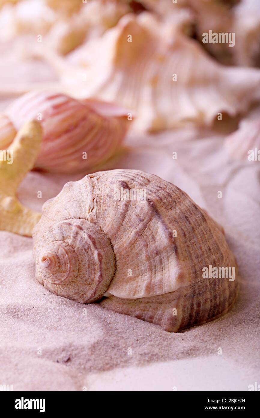 Beautiful seashells on sand background Stock Photo - Alamy