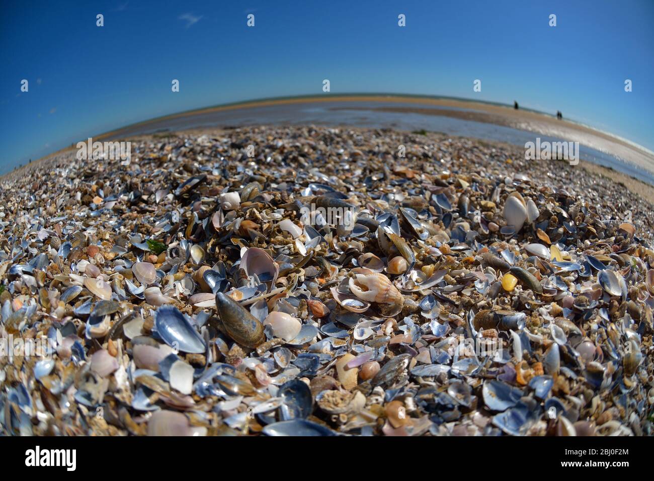 Fish-eye view on assortment of colorful sea shells from Atlantic ocean ...