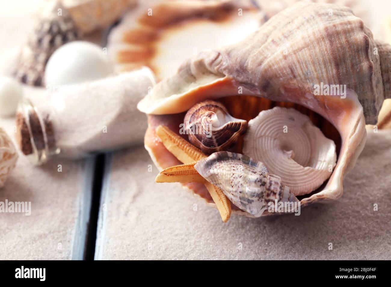 The composition of shells hi-res stock photography and images - Alamy