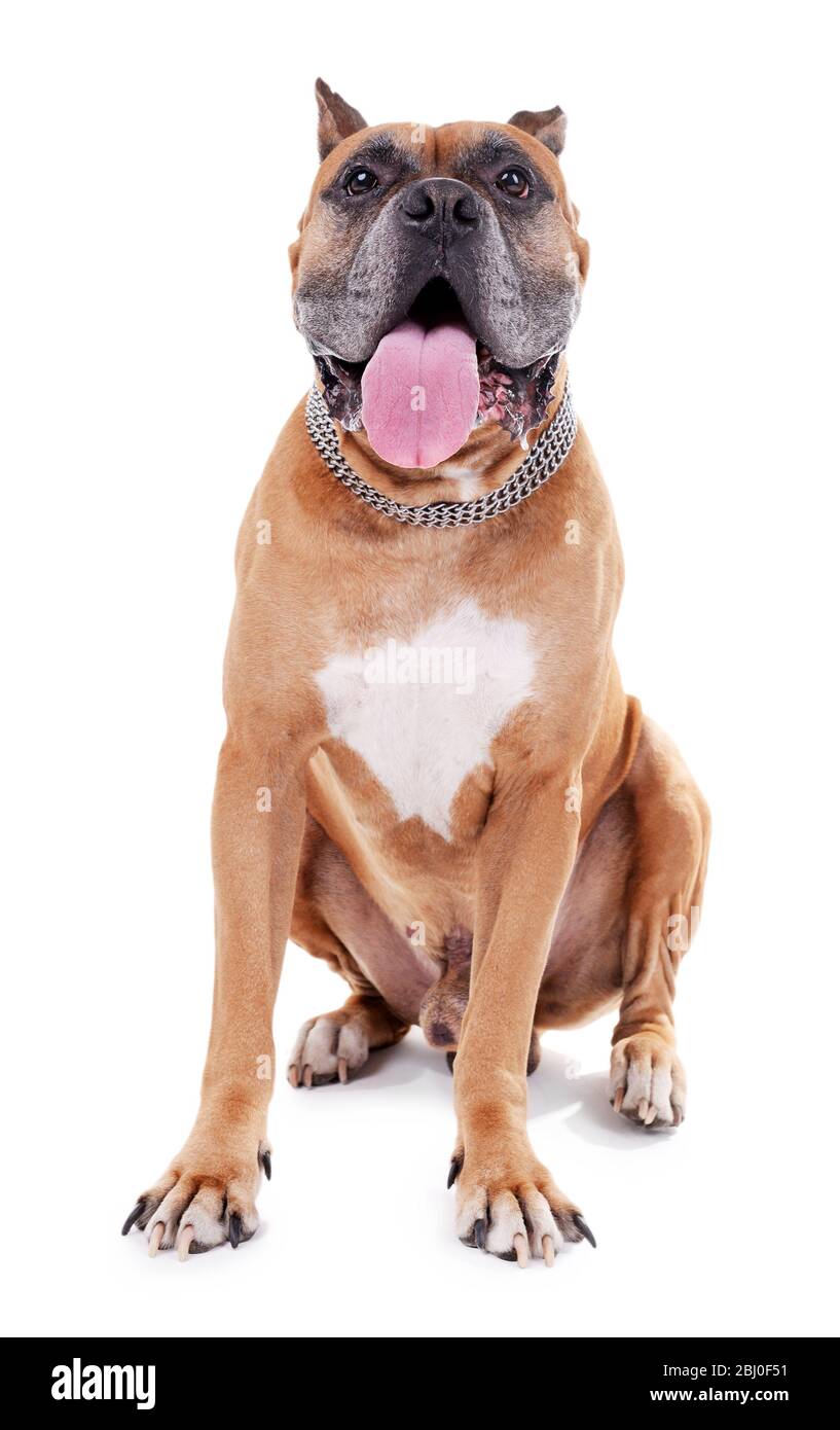 Beautiful Boxer Dog isolated on white Stock Photo - Alamy