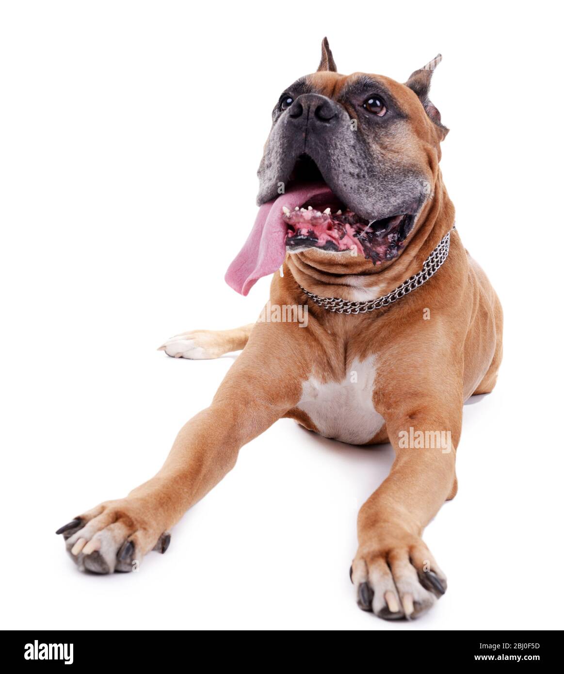 Beautiful Boxer Dog isolated on white Stock Photo - Alamy
