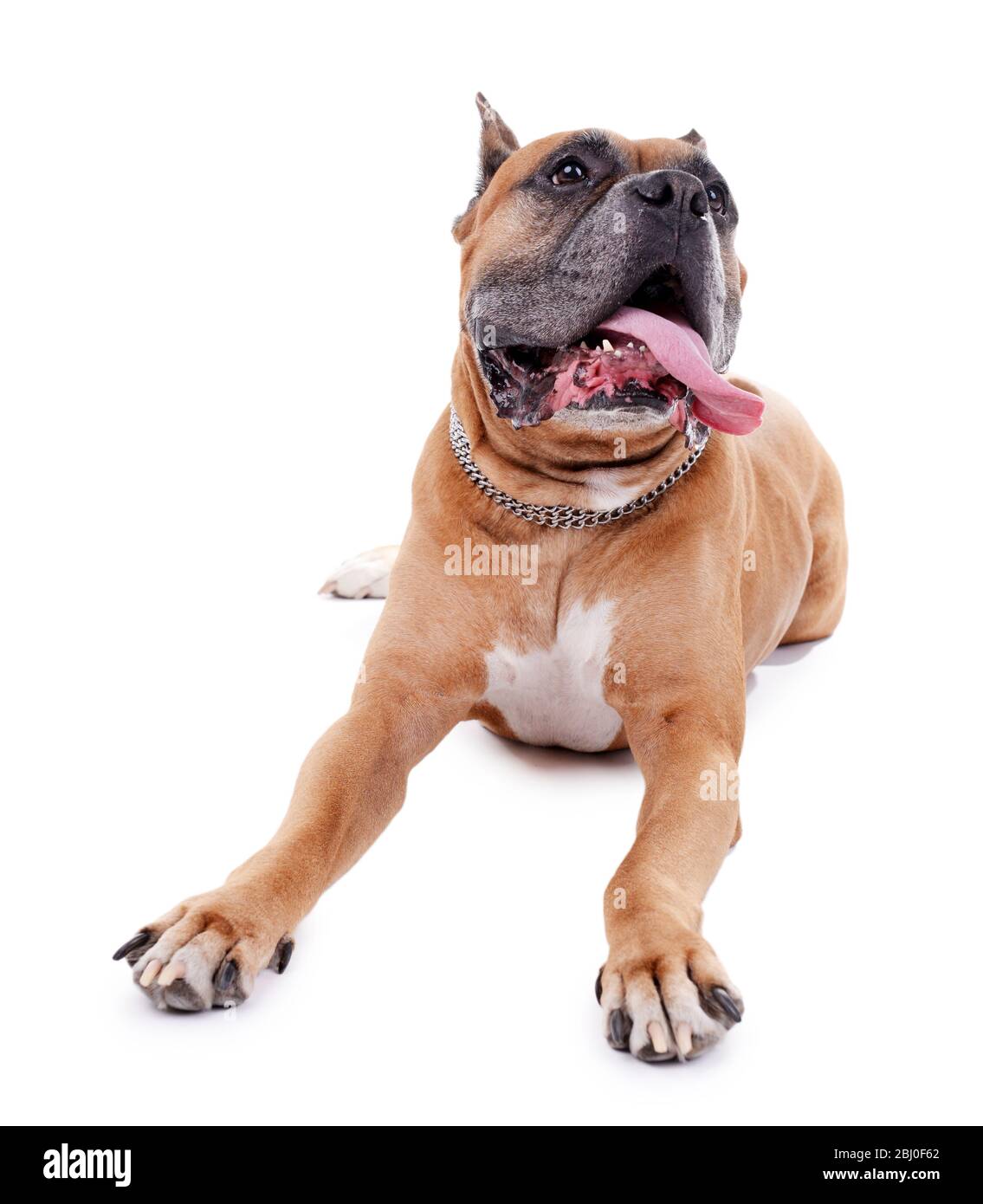 Beautiful Boxer Dog isolated on white Stock Photo - Alamy