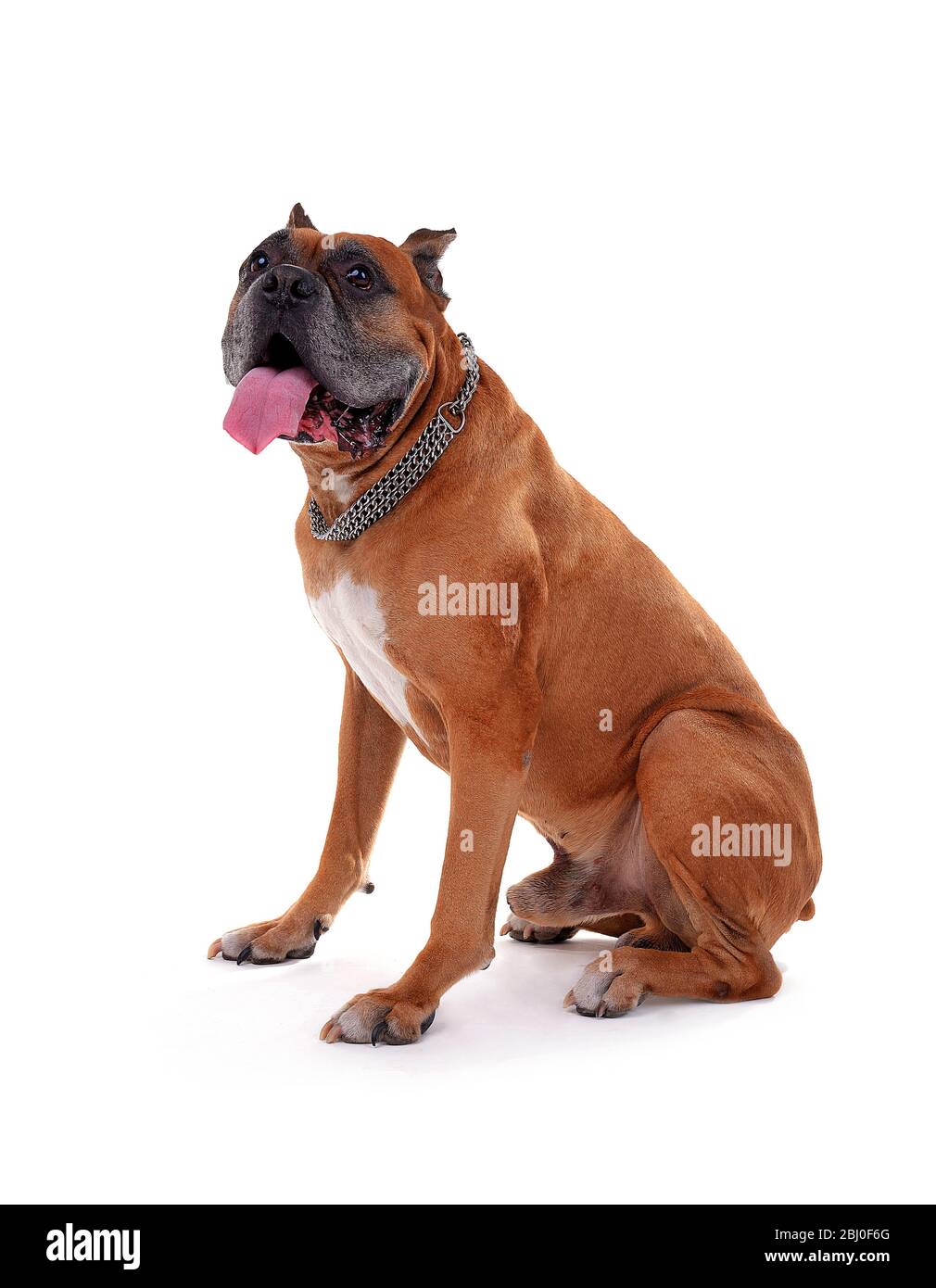 Beautiful boxer dog hi-res stock photography and images - Alamy