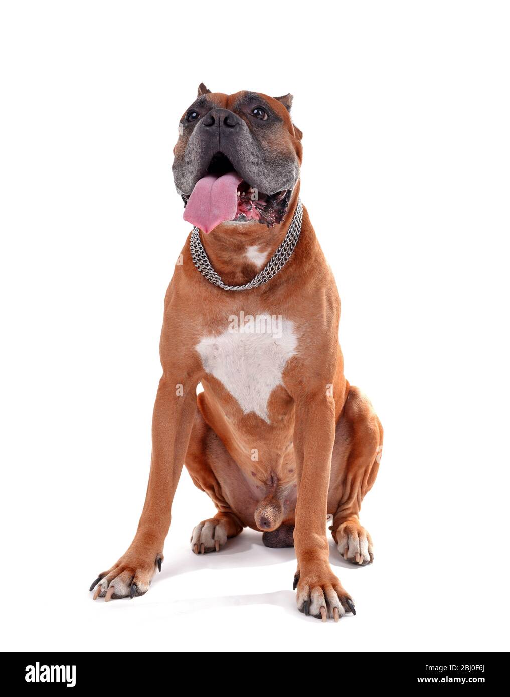 Beautiful Boxer Dog isolated on white Stock Photo - Alamy