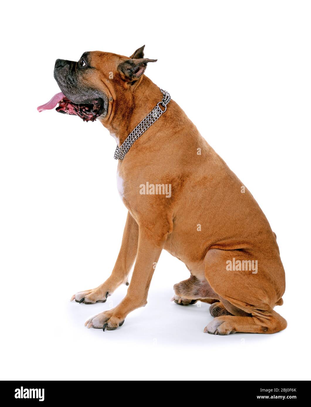 Beautiful Boxer Dog isolated on white Stock Photo - Alamy